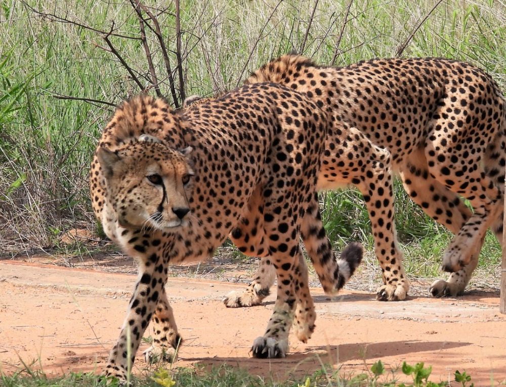 What is conservation really? - Kaingo