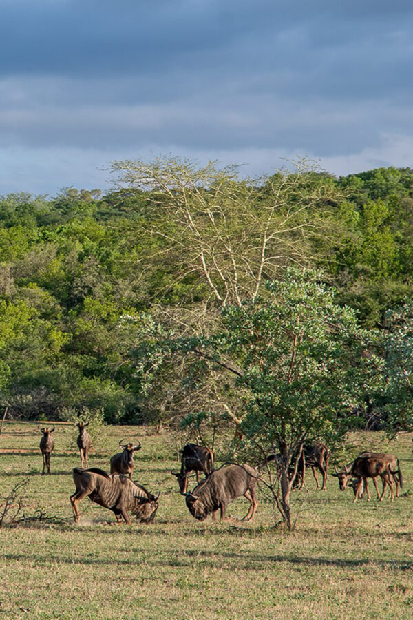 CONSERVATION - Kaingo