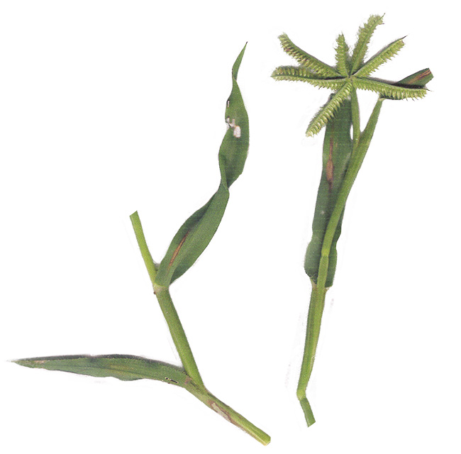 Dactyloctenium aegyptium - Kaingo