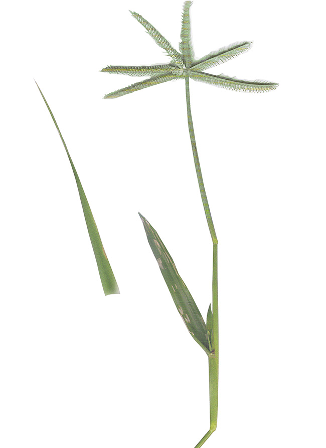 Dactyloctenium giganteum - Kaingo