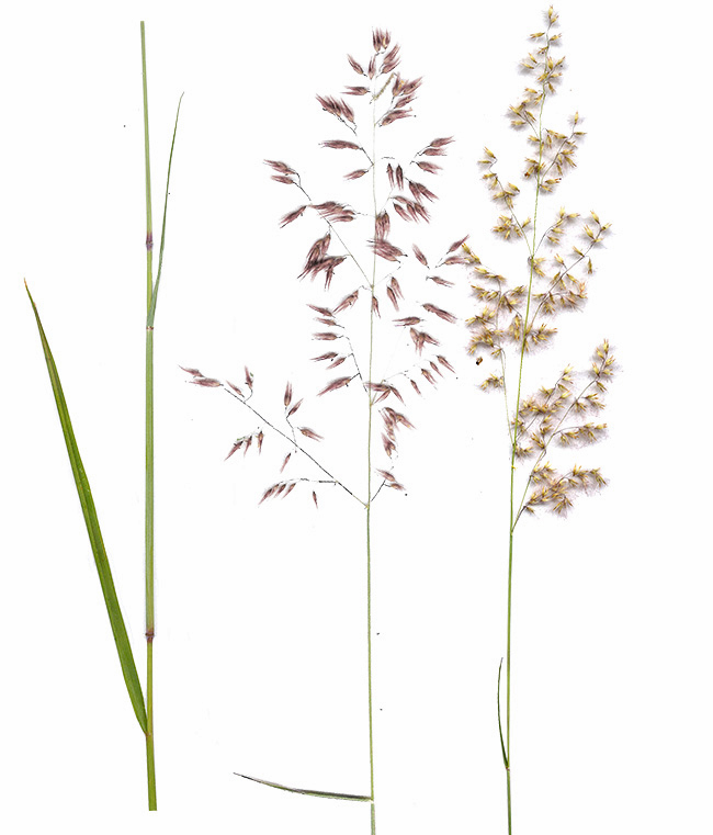 Melinis repens repens - Kaingo