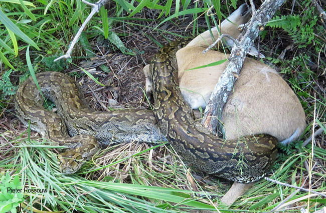 Python natalensis - Kaingo