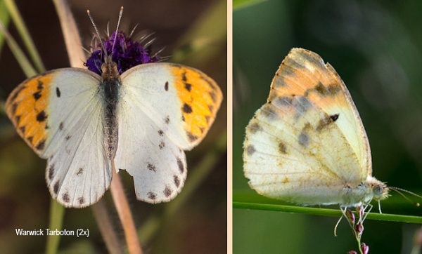 Colotis auxo ssp auxo - Kaingo
